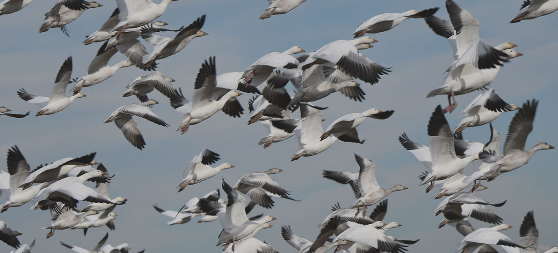 2025–26 Snow Goose Migration Patterns: When, Where & What to Expect ...